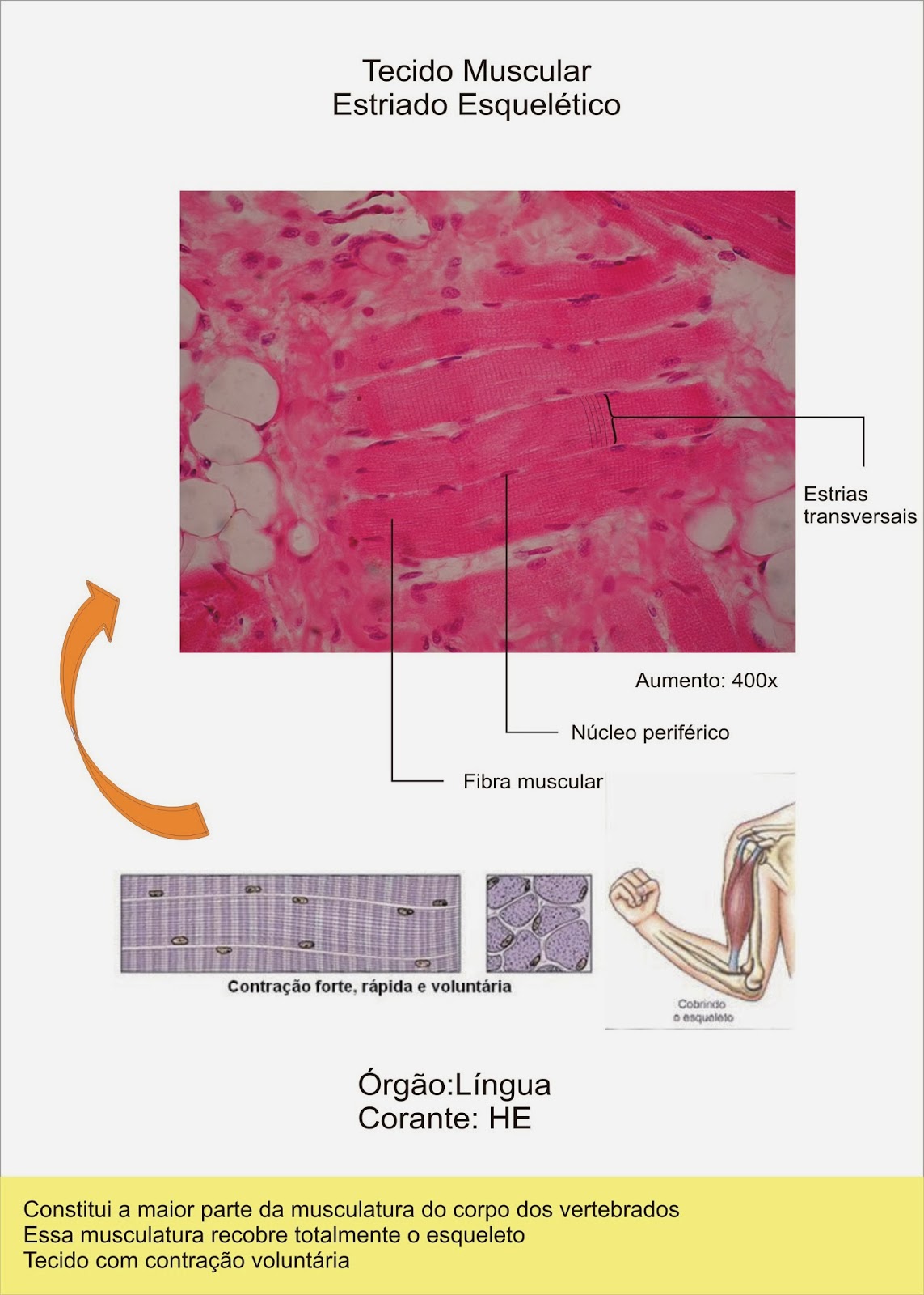 Tecido Muscular, Tecido Cartilaginoso | Atlas Histológico