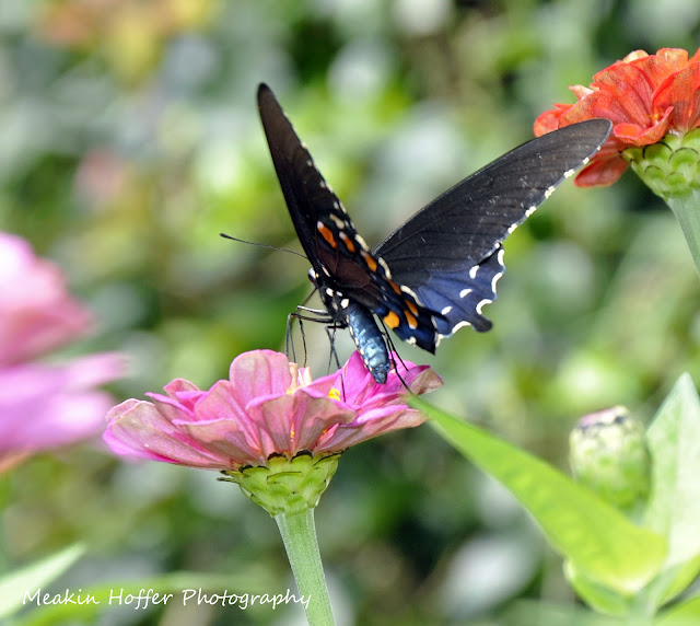 My Carolina Kitchen: Monday with Meakin – a Butterfly & a Bee