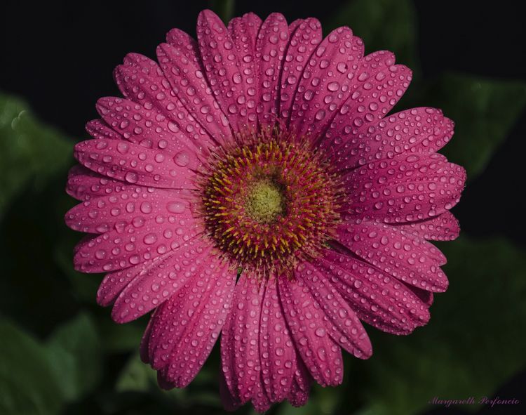 Banco de Imágenes Gratis: 20 fotos de flores para ver, disfrutar y ...