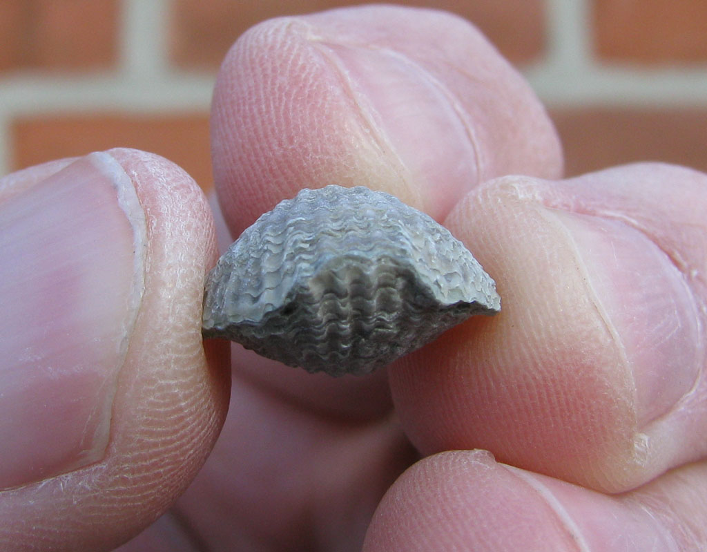 Views of the Mahantango: Atrypa tennesseensis brachiopod from Tennessee