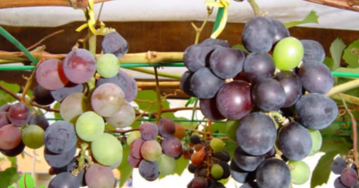 Amanda Putri's Garden: Anggur Tropika.