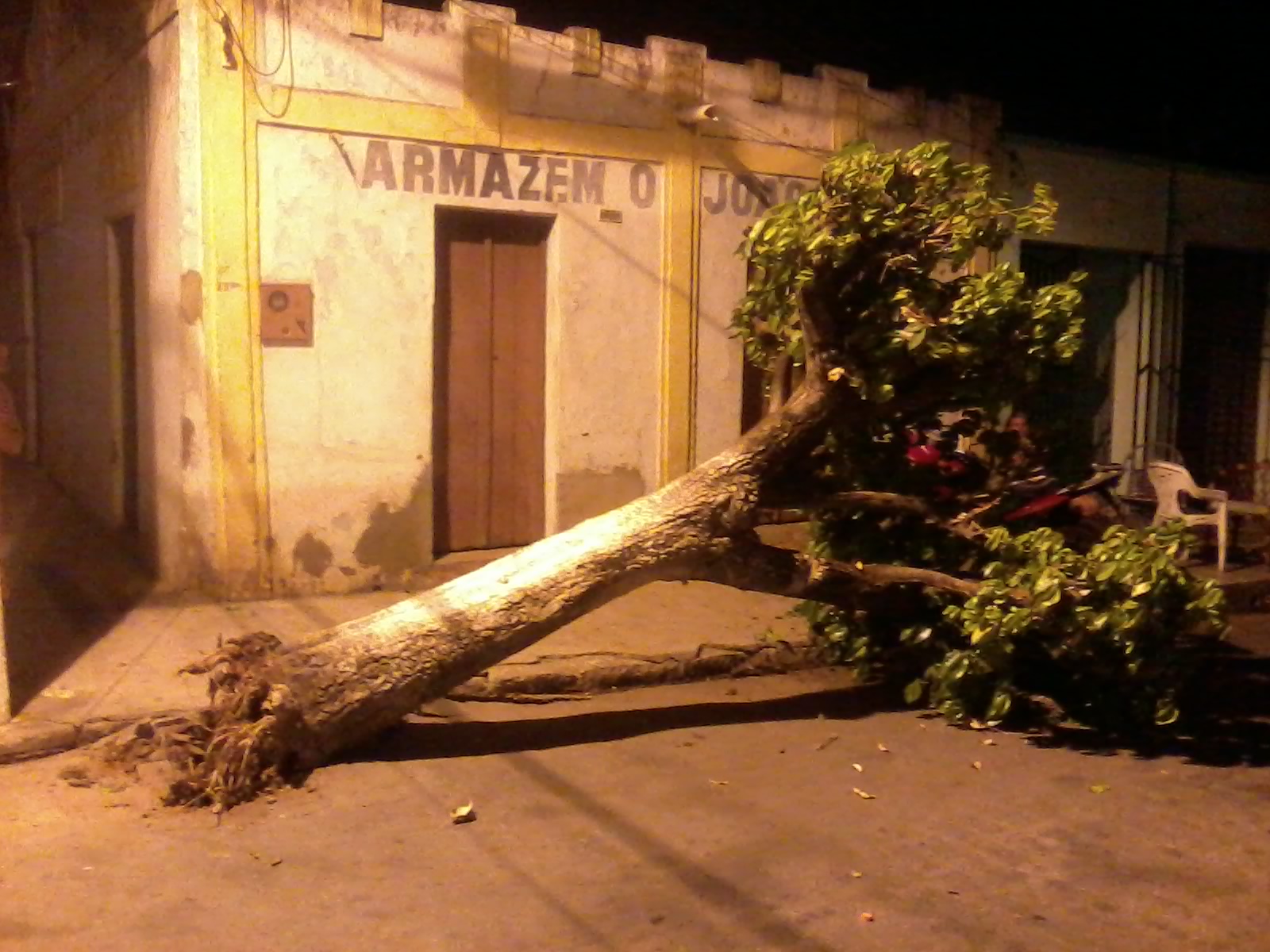 MUCAMBO-CE: ÁRVORE DE QUASE TRÊS DÉCADAS TOMBA NA NOITE DE TERÇA-FEIRA ...
