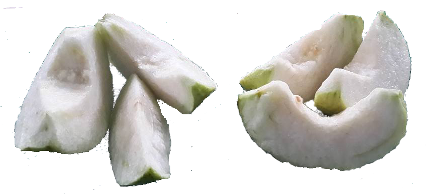 BUDIDAYA JAMBU KRISTAL - Jual Bibit Jambu Kristal