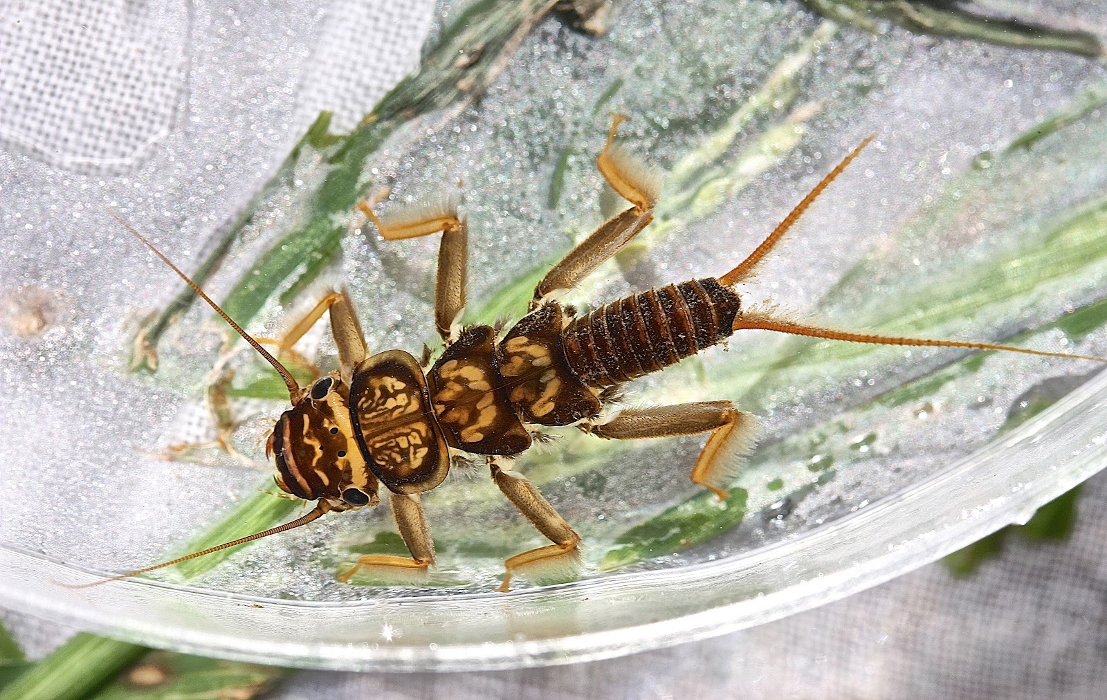Aquatic Insects of Central Virginia: Molting: A Unique Look at Our ...