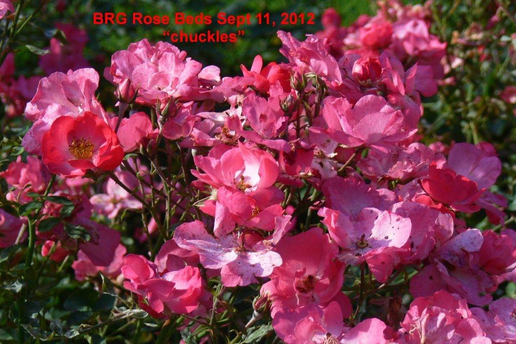 Brueckner Rhododendron Gardens: Summer and Fall Garden Blooms BRG Port ...