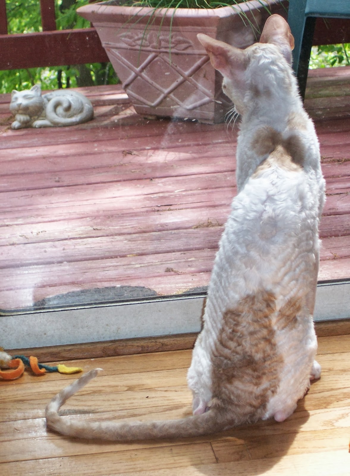 Furrydance Cornish Rex Cattery: About the Cornish Rex Breed