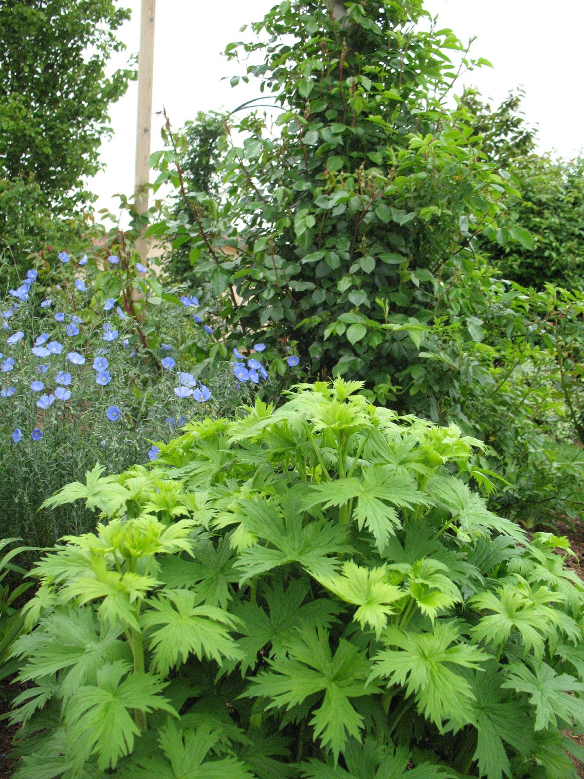 Roses du jardin Chêneland: Lin vivace bleu