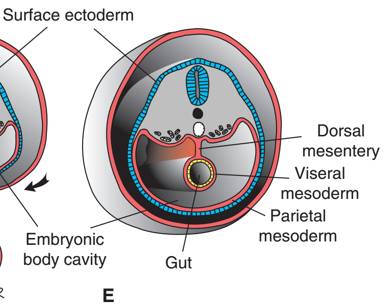 Ciencias de Joseleg: 19 DESARROLLO FETAL Y EL EMBARAZO