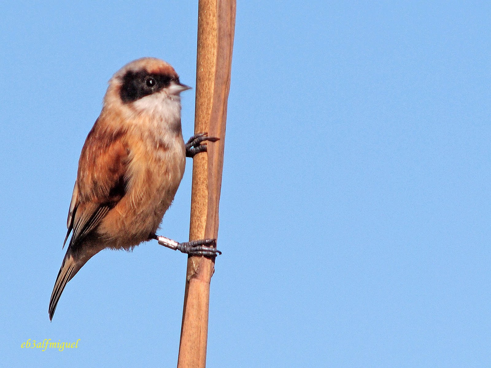Miguel fotografia: Pájaro moscón europeo (Remiz pendulinus)