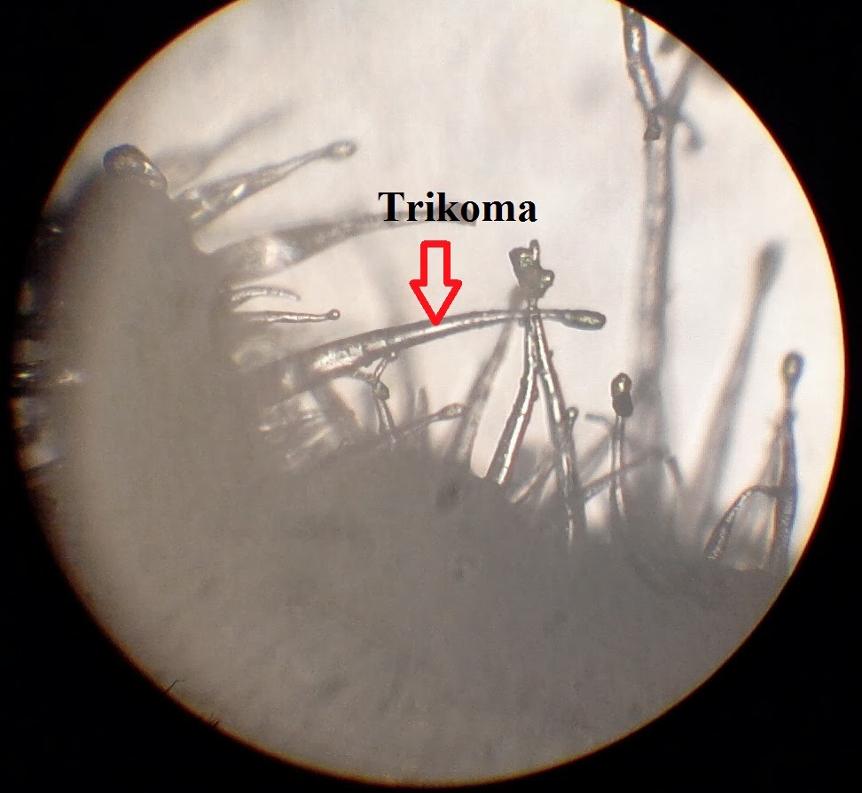 Fisiologi Tumbuhan: Fisiologi Tumbuhan