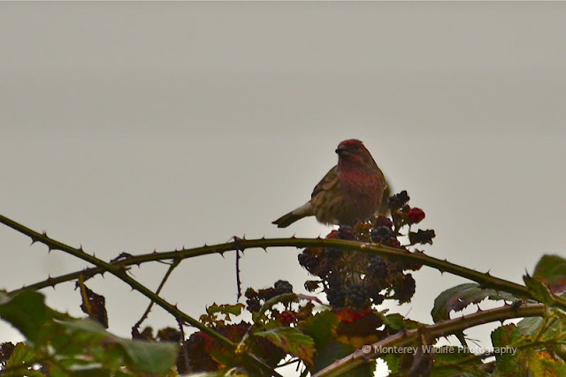 Monterey Wildlife Photography: Inland Birds, Monterey Bay, Laguna ...