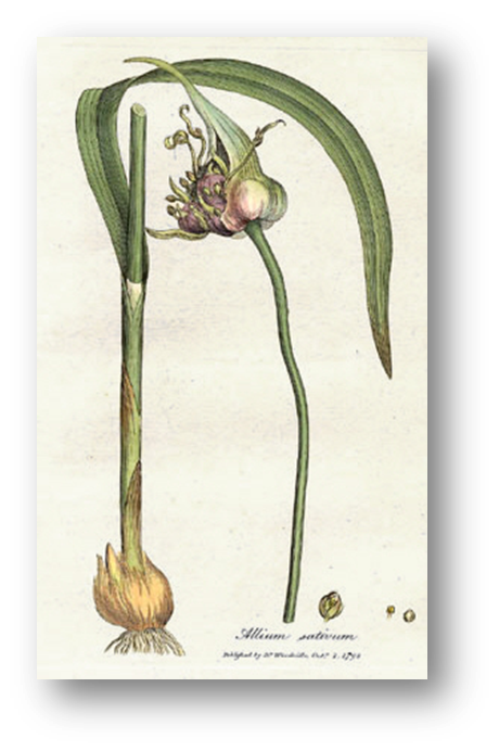 El ser es Conciencia: El Ajo, propiedades medicinales según el Ayurveda