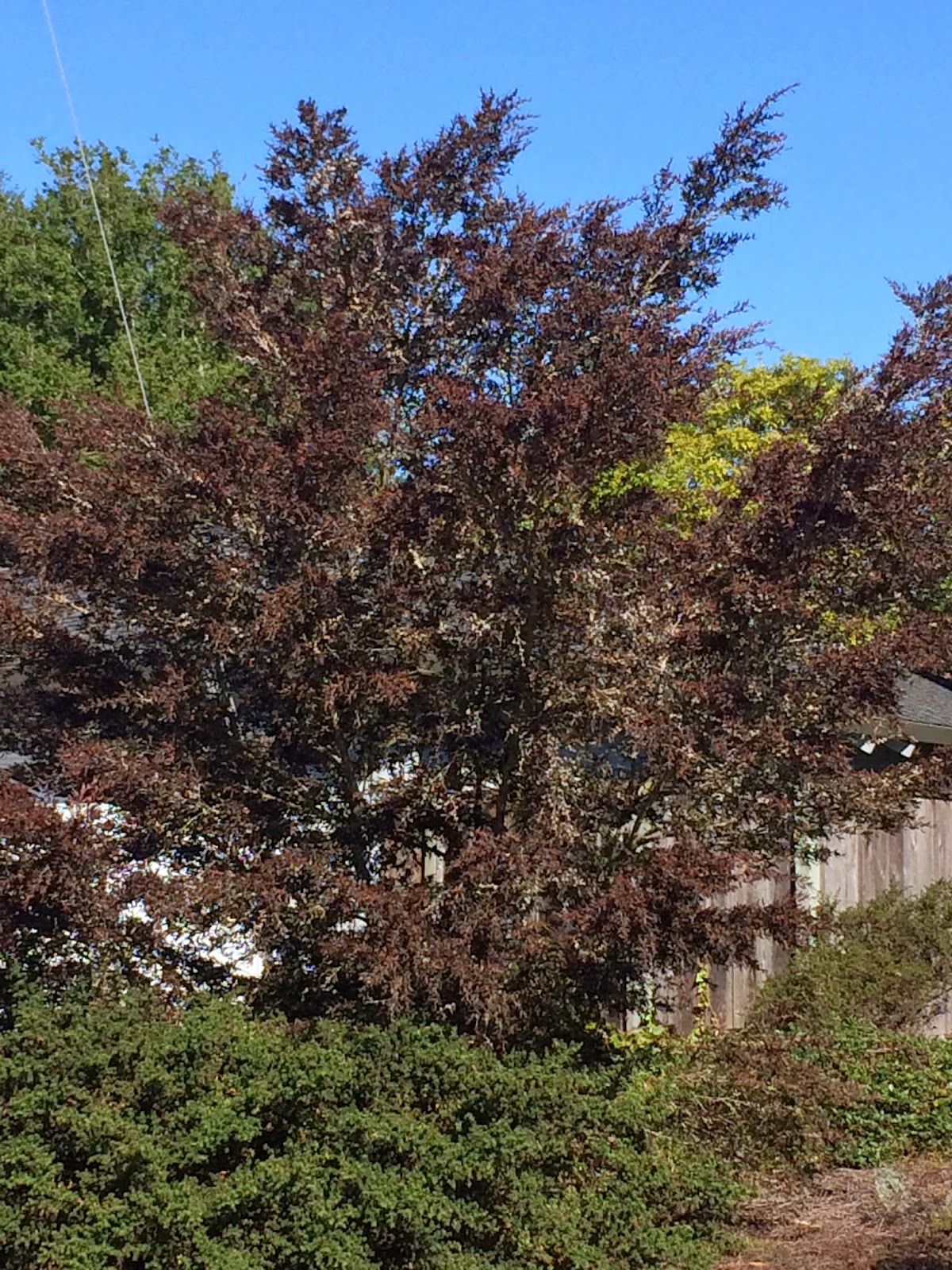 Trees of Santa Cruz County: Leptospermum 'Dark Shadows' - Dark Shadows ...