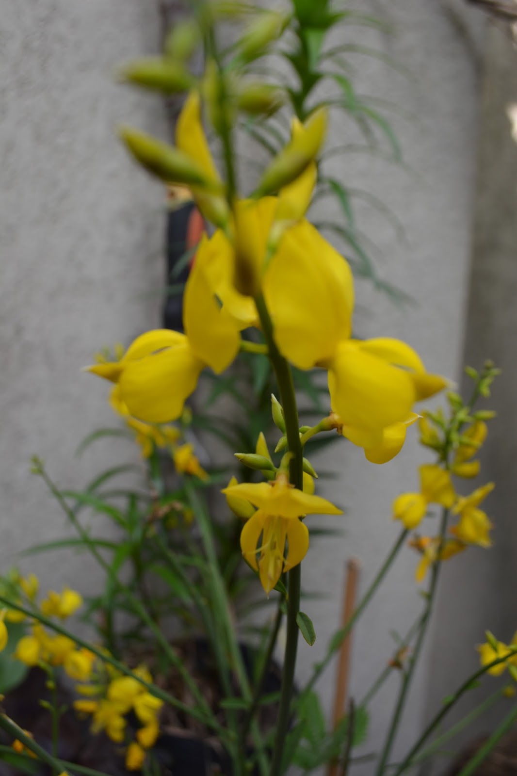 Retama. Retama sphaerocarpa. Flores amarillas muy perfumadas, rústica y ...