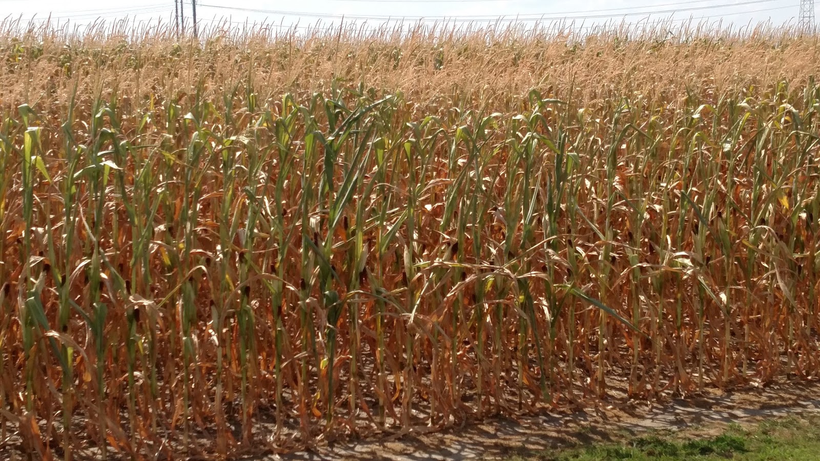 Cultivation Of Crops