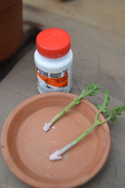 How To Root Cuttings