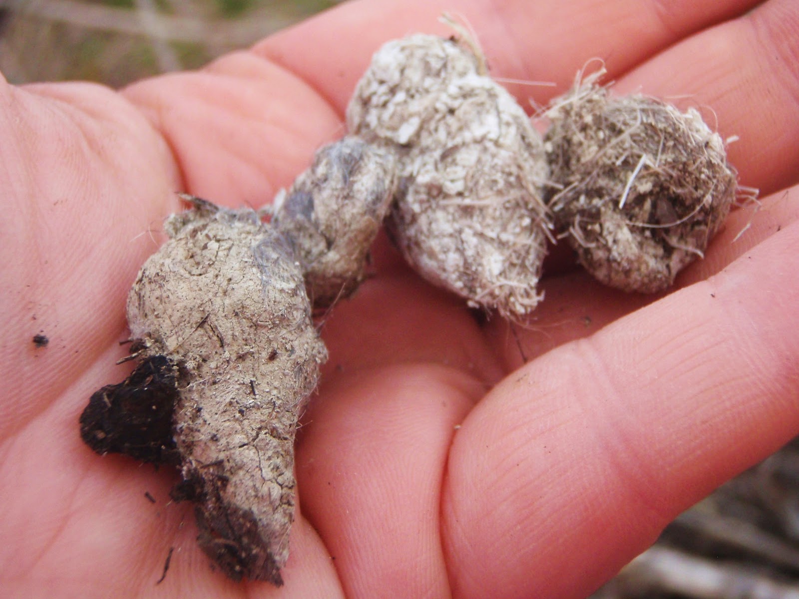 Nature in a Nutshell: A Paddle at Dusk and Beaver Heaven