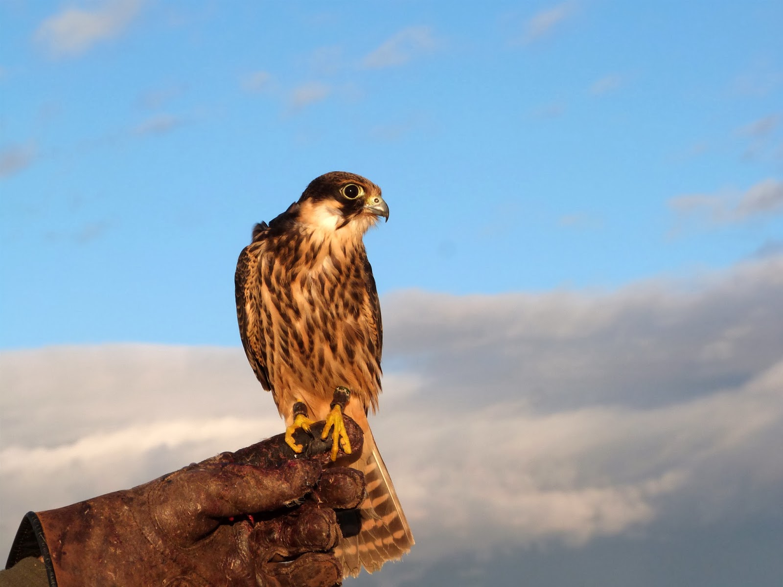Dehesa de los Alcotanes: El arte de cetrería.