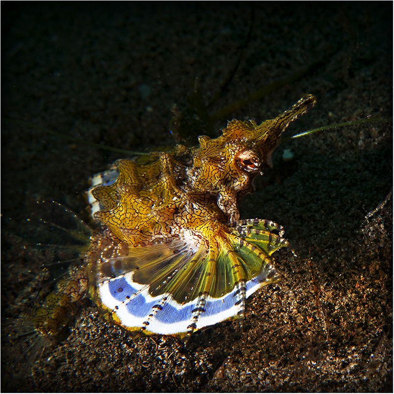 Rudi's fotografie: Philippines --- Sea moth