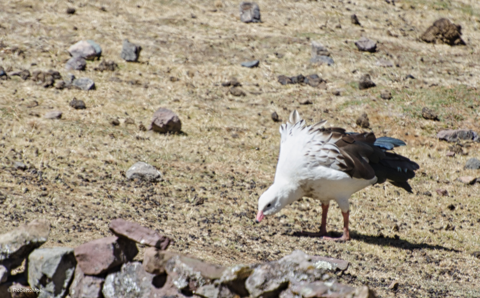 Robert and Jacqueline's foto blog: Lares trail trekking dag 1