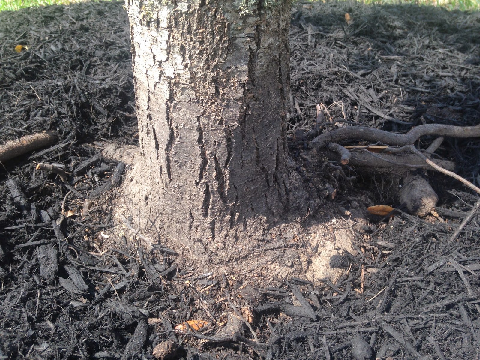 Golden Rule Soil Management Solutions: Getting Rid of Volcano Mulch Mounds
