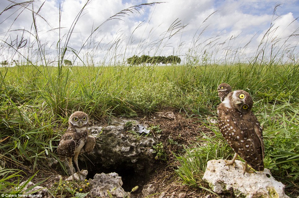 White Wolf : The burrowing owls who live underground instead of in ...