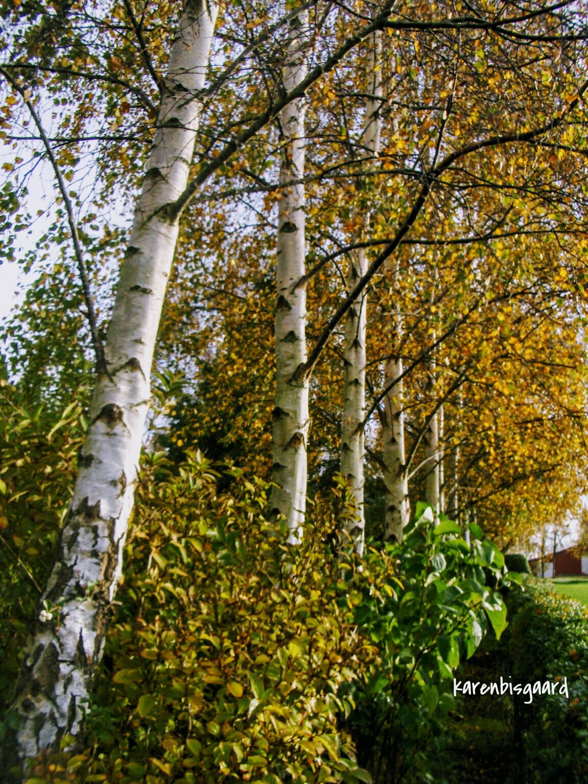 Karen`s Nature Photography: Row of Birch Trees in Garden.