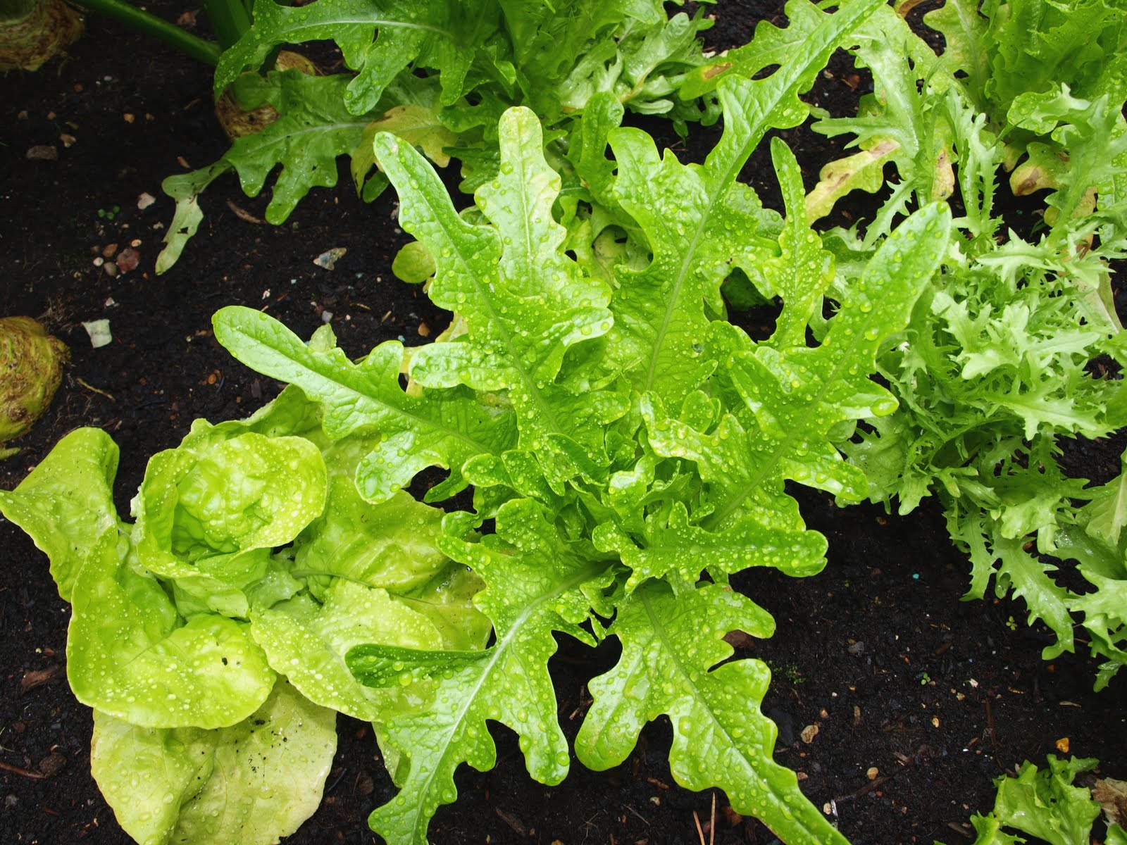 Mark's Veg Plot: Rain-washed salads