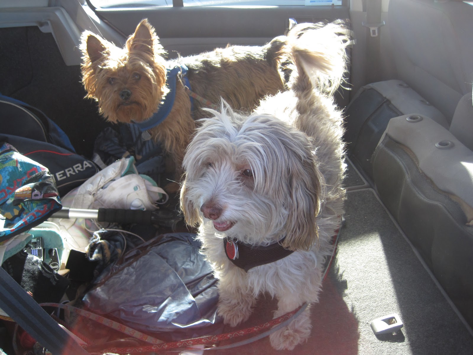 Random Musings of a Denver Dog