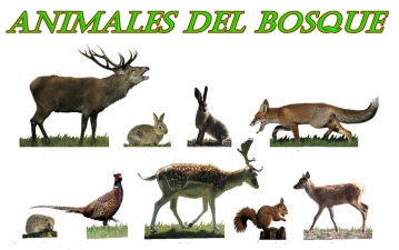 imagenes de animales que viven en el bosque