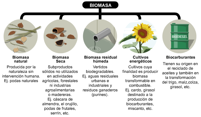 ACTIVIDADES DE ESTUDIO.: ENERGIA DE LA BIOMASA.