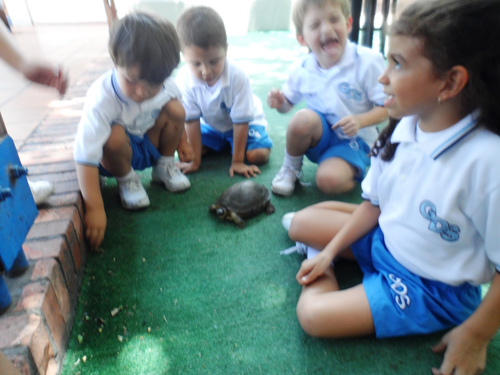 PREESCOLAR GDS: ANIMALES CON CAPARAZÓN