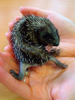 The Hedgehog Shed: Hedgehog facts