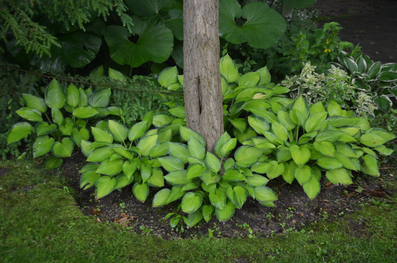 Zone Five and a Half: Hosta la Vista!