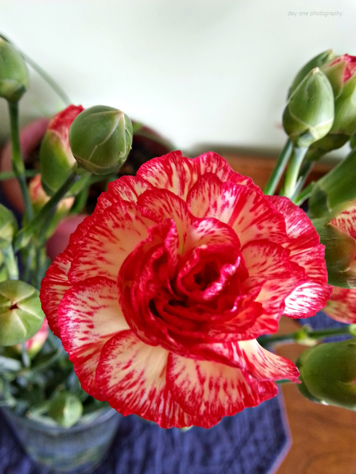 Day One Photography: Carnations