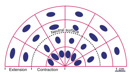 Learning Geology: Folding: mechanisms and processes