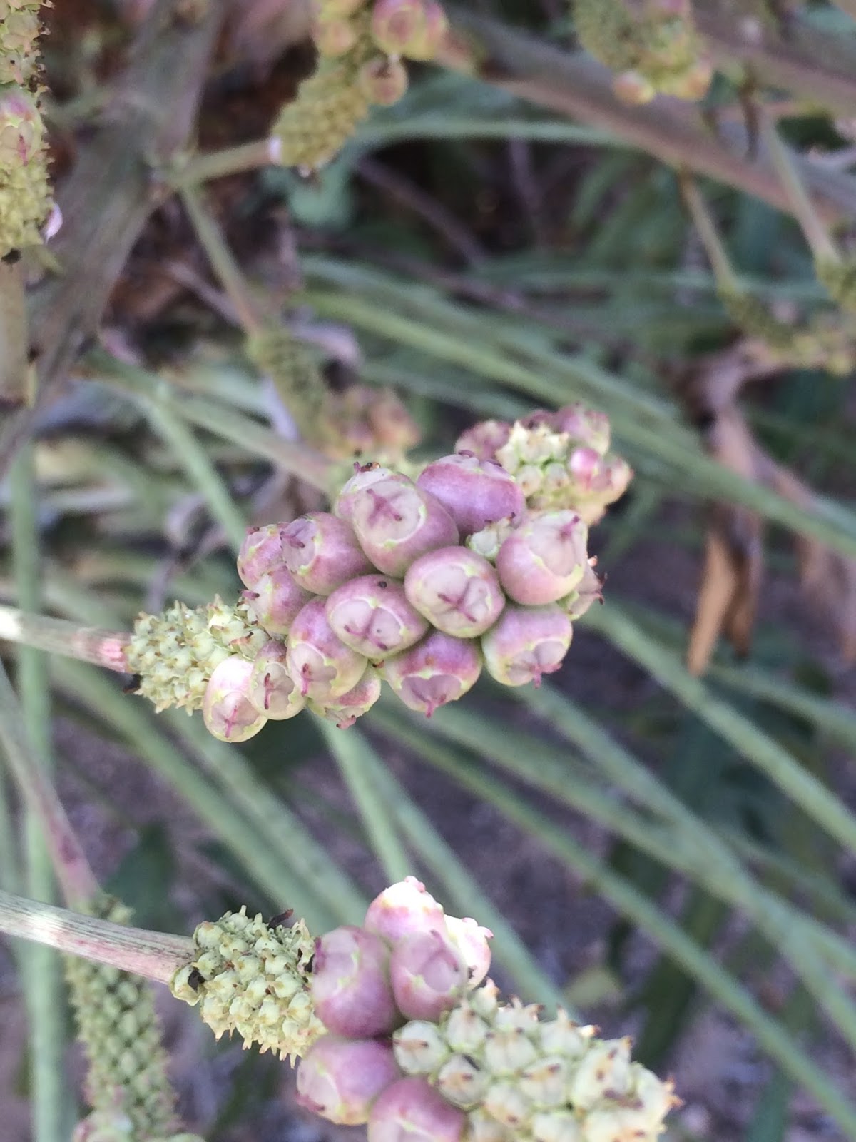 Trees of Santa Cruz County: Cussonia paniculata sinuata - Mountain ...