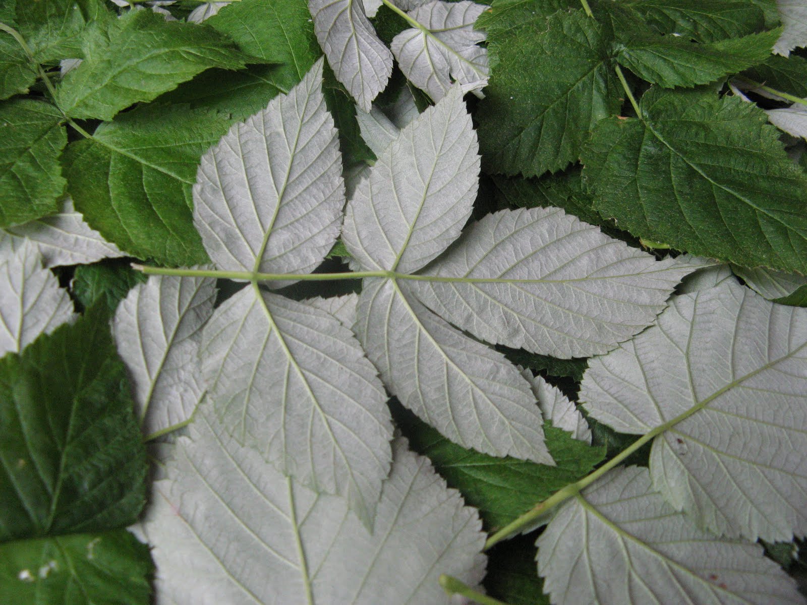 Mano buveinė: Pieva kvepiantys namai