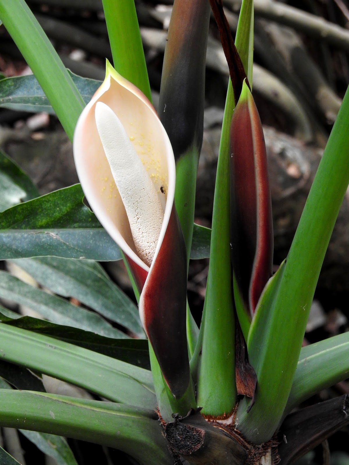 Uma flor por dia: Guaimbê
