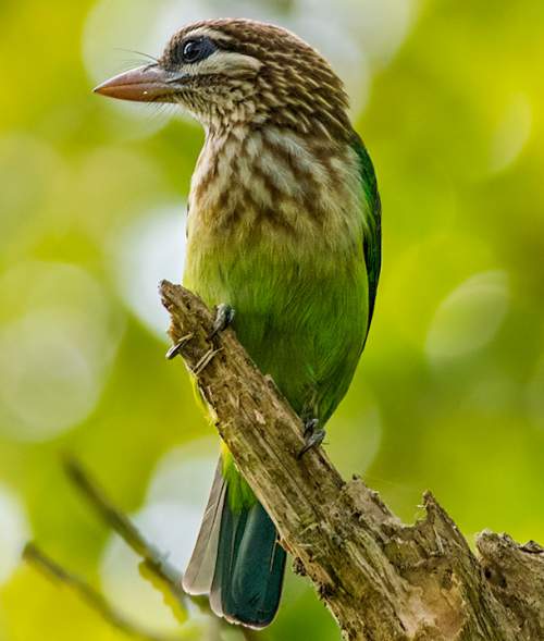 White-cheeked (small green) barbet | Birds of India | Bird World