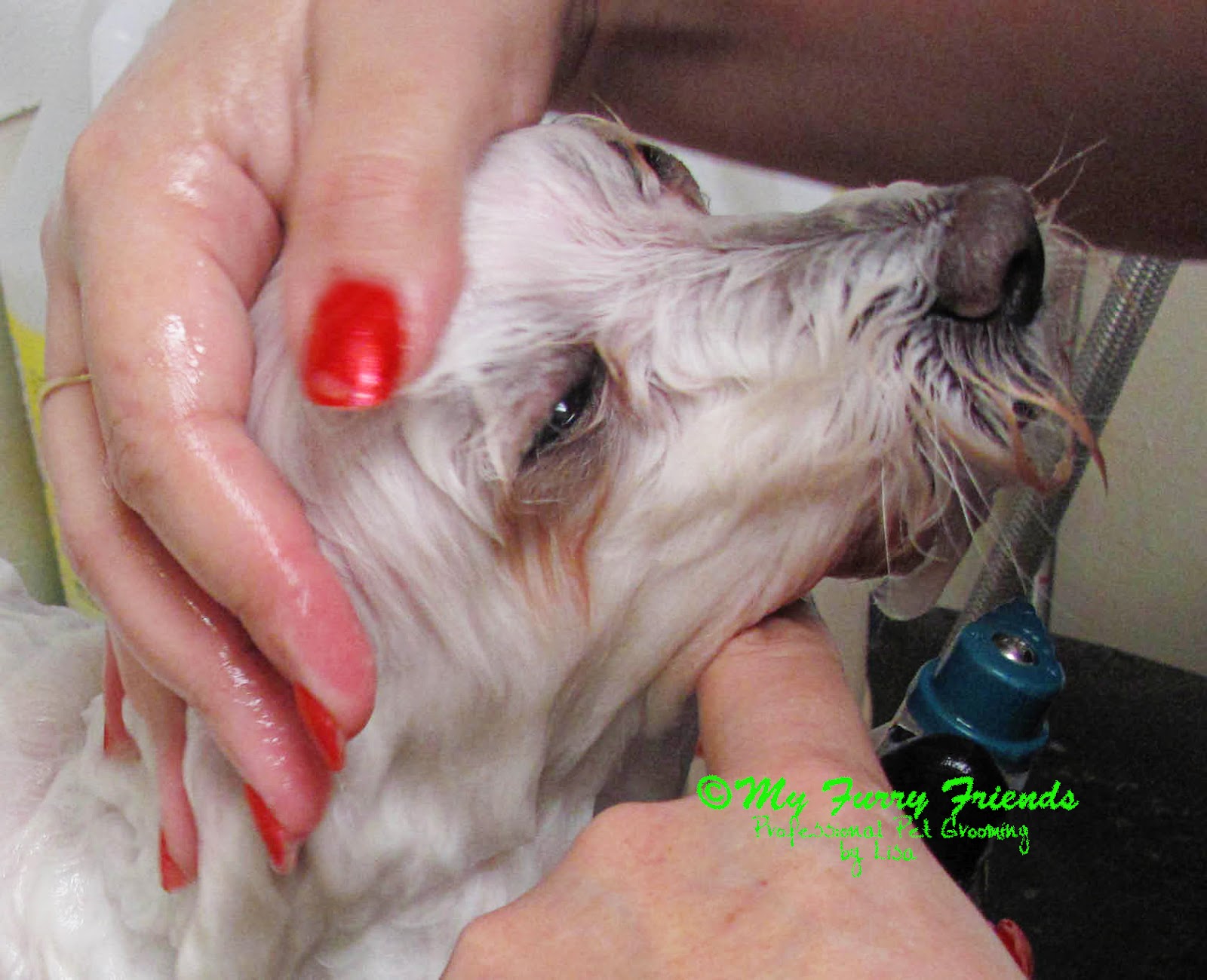 Pet Grooming: The Good, The Bad, & The Furry: Face Washing