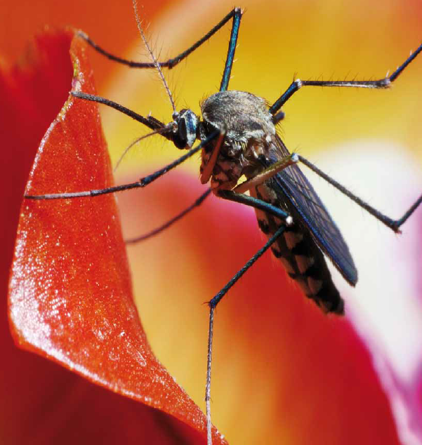 Beautiful Nature: List of Species