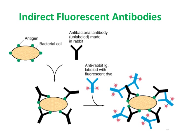 Lecture Notes in Medical Technology: Lecture #18: LABORATORY DIAGNOSIS ...