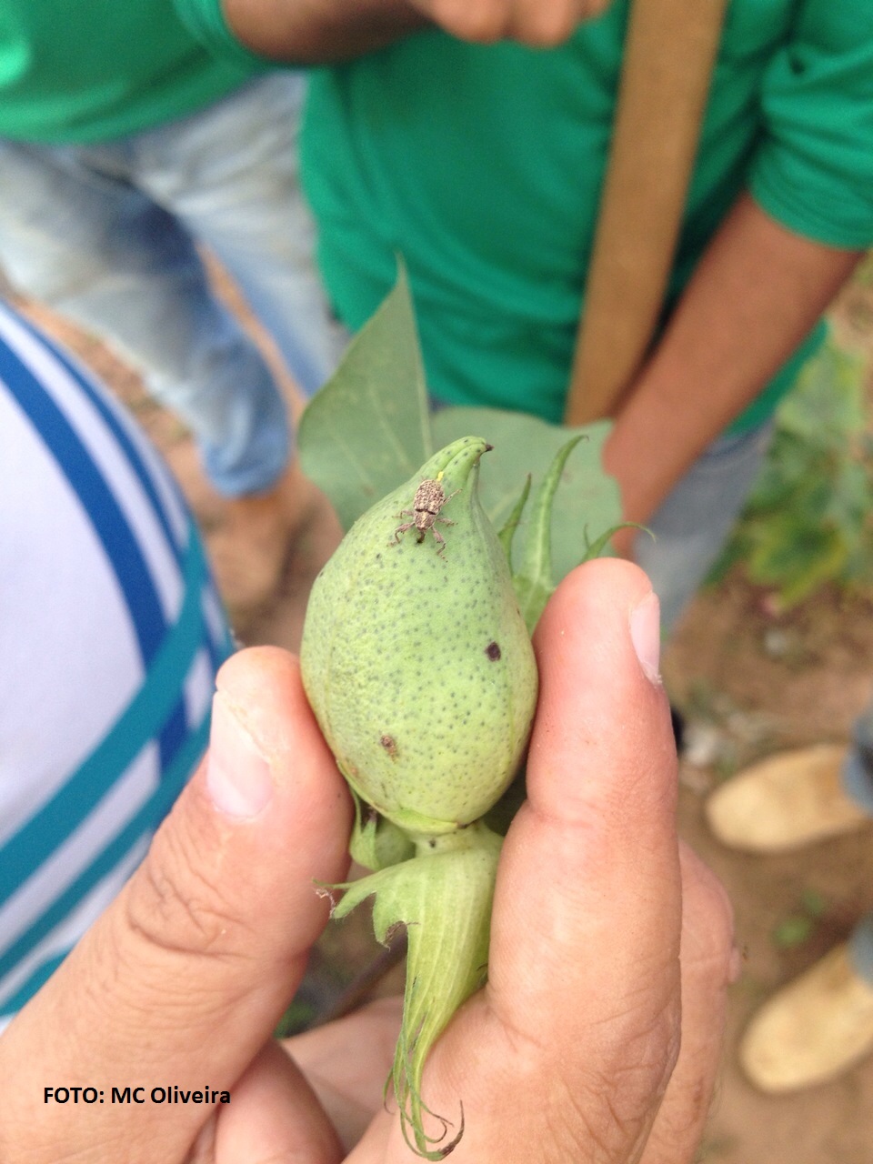 Professor Marcio Claro de Oliveira: O Bicudo do Algodoeiro (Anthonomus ...