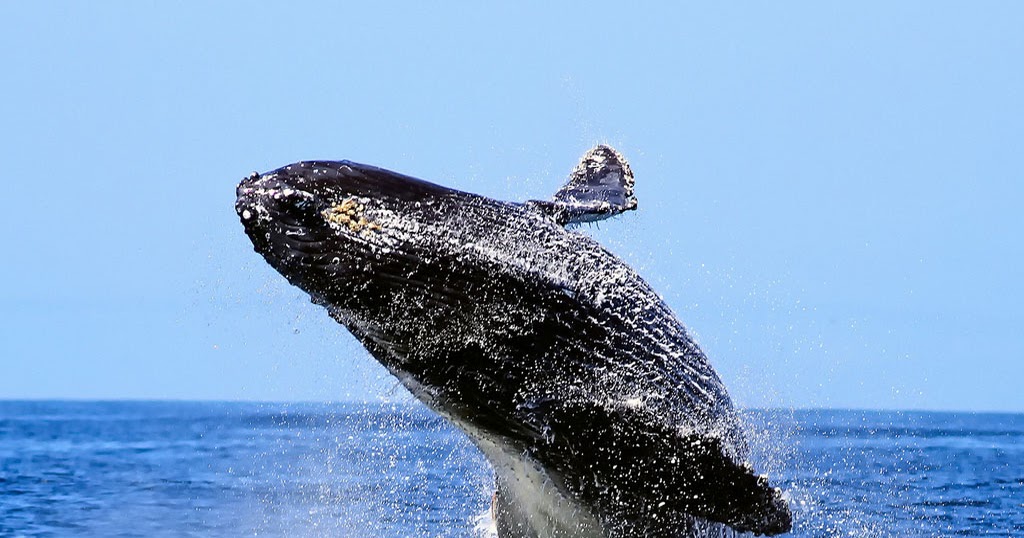 Wheel Fish Desktop HD Wallpaper | Fog HD Wallpaper