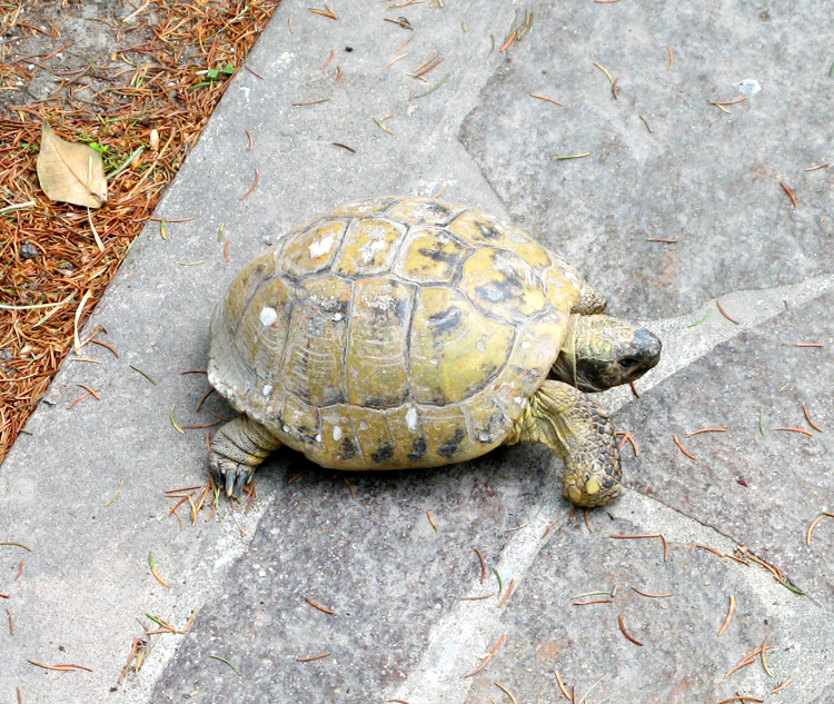 Blipadee: Animals in Venice!