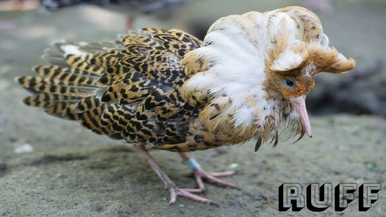 The Ruff Bird