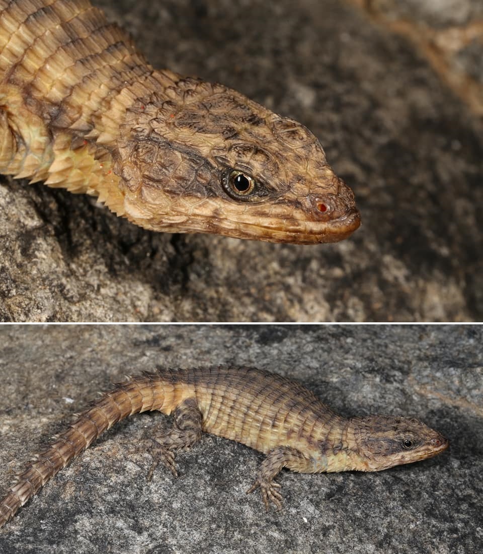 Species New to Science: [Herpetology • 2019] Cordylus phonolithos • A ...