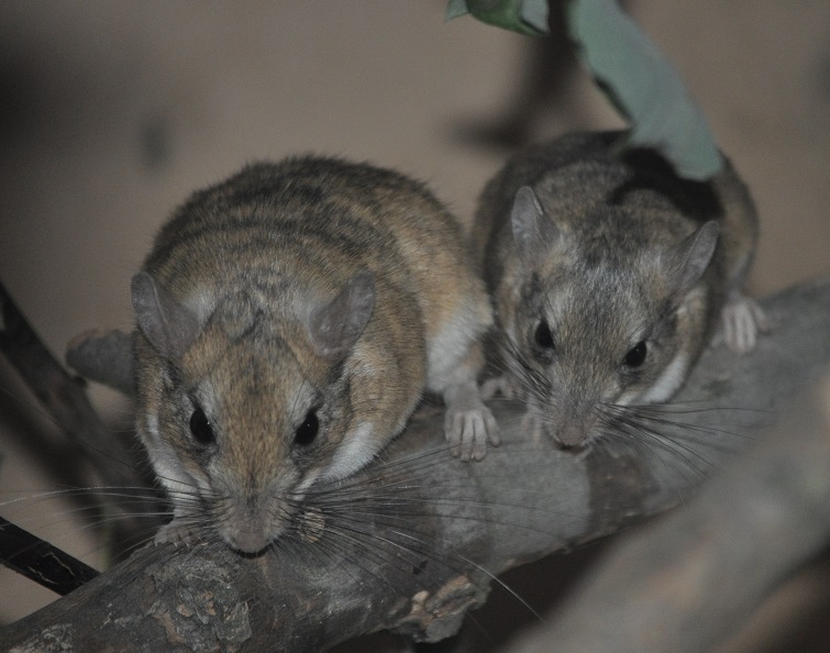 ZOOTOGRAFIANDO (6.096 ANIMALS): GERBILLO DE COLA TUPIDA / BUSHY-TAILED ...