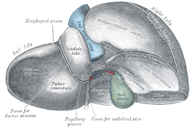 The digestive apparatus of animals, Anatomically digestive apparatus in ...